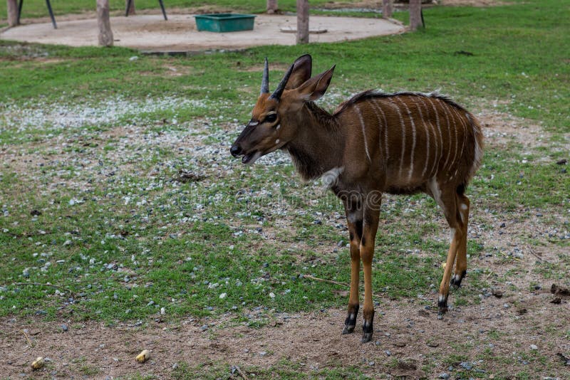Wild beast stock image. Image of tree, animal, natural - 54635723
