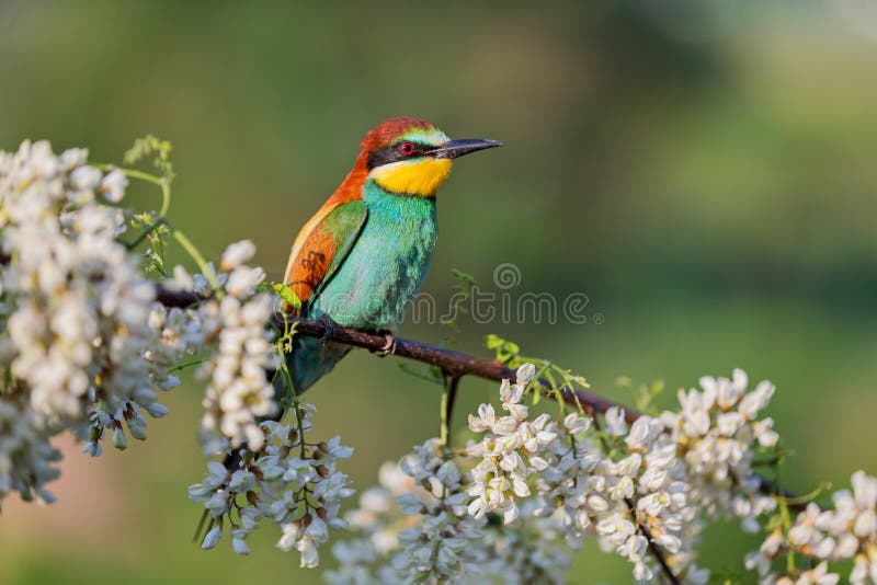 Wild Beautiful Bird on a Flowering Tree Stock Image - Image of missile ...