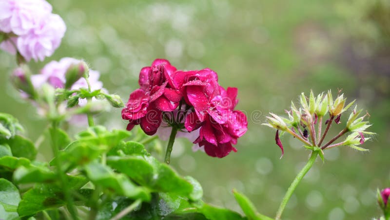 Wild Beautiful Spring Flowers in the Day Light Stock Photo - Image of ...