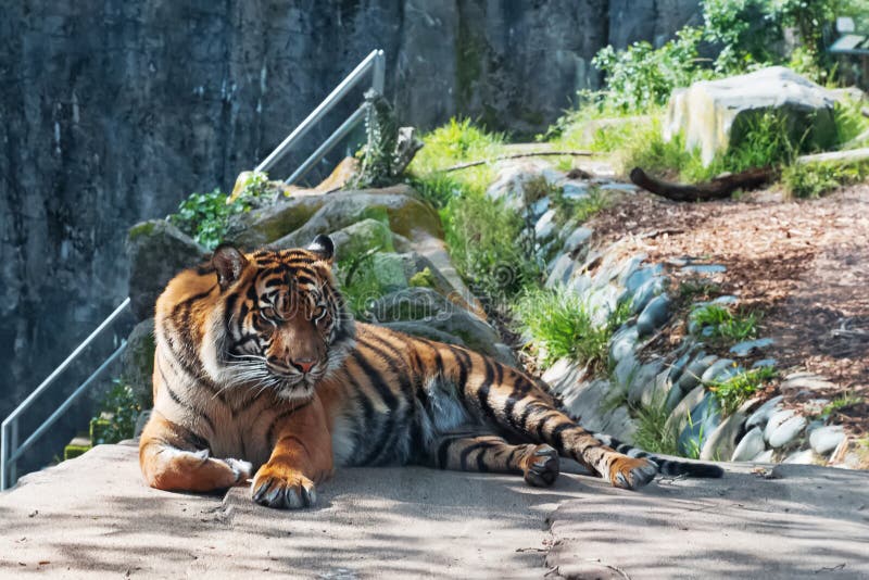 Wild Beautiful Tiger in a Zoo Stock Image - Image of bengal, stripes ...