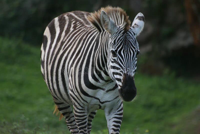 Zebra Looking To the Camera Stock Photo - Image of camera, animal ...