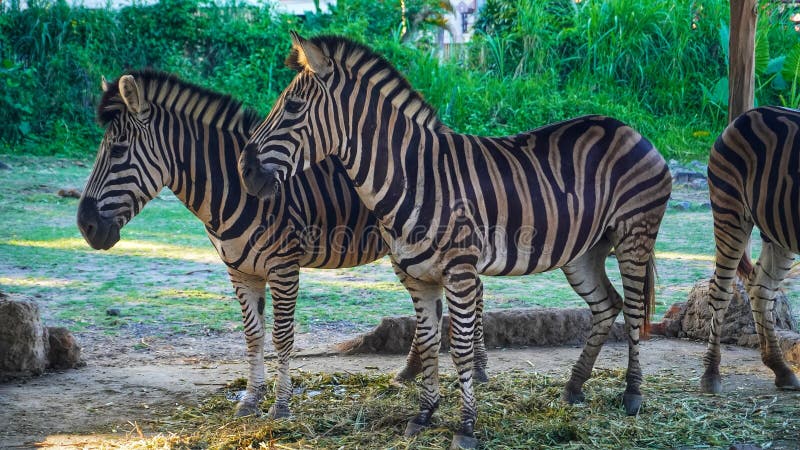 Wild Beauty: Captivating Zebra in Its Zoo Habitat Stock Image - Image ...