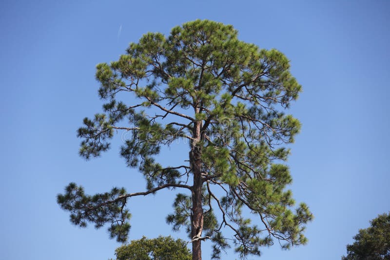 Crown of the pine trees stock image. Image of sunny - 119693585