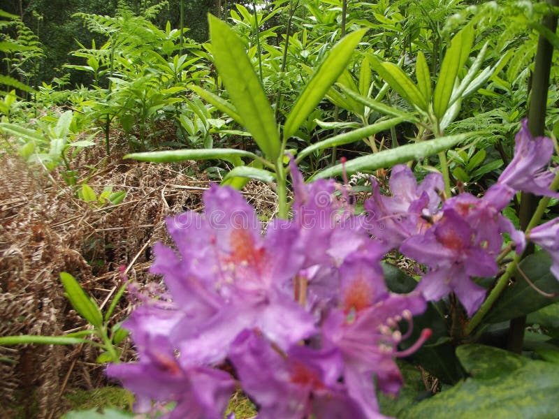 Wild Beauty stock image. Image of wild, rhododendron - 94268539