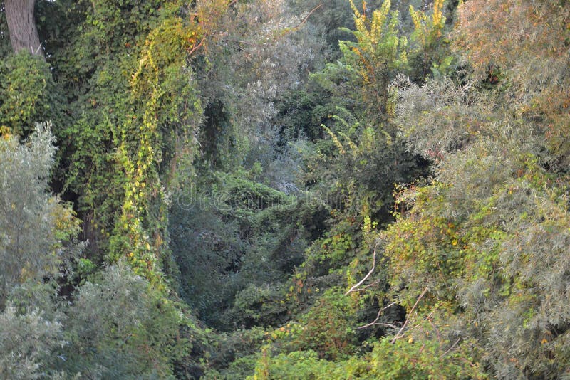 Wild beauty stock image. Image of nature, trees, forest - 155521353