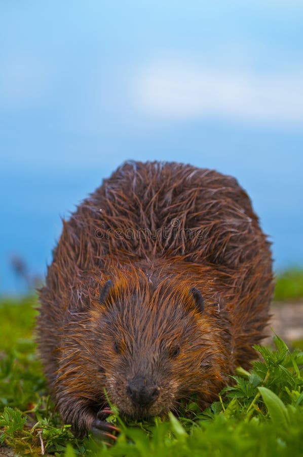 Wild Beaver stock image. Image of animal, vertebrate - 23407795