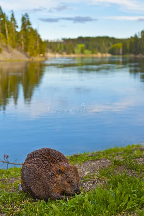 Wild Beaver stock image. Image of wild, green, brown - 23407815