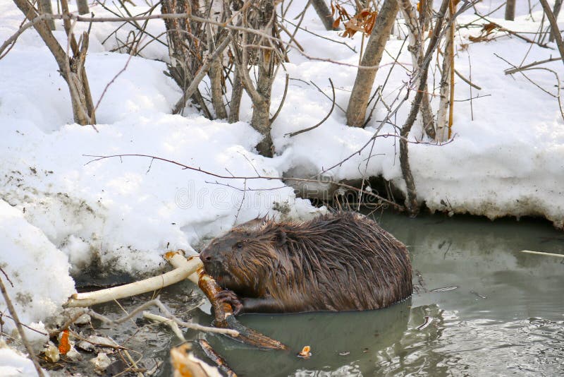 A Wild Beaver in a City Park Got into a Puddle with Drains and Nibble ...