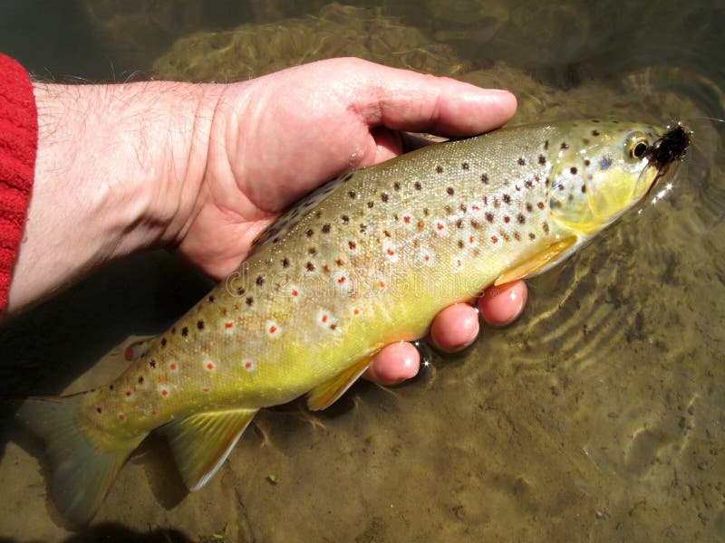 Wild Beaver Creek Brown Trout Stock Image - Image of beaver, outdoors ...