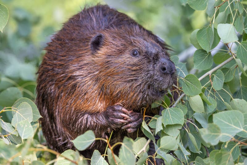 Wild Beaver in trees stock photo. Image of beaver, retro - 239523326