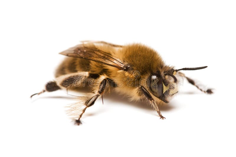 Wild bee stock photo. Image of entomology, foot, black - 18845816