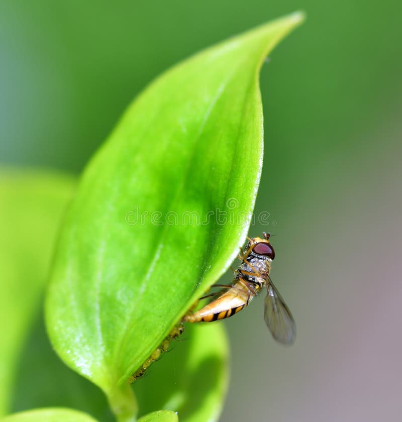 Sun bathing Drone fly stock image. Image of hoverfly - 119913741