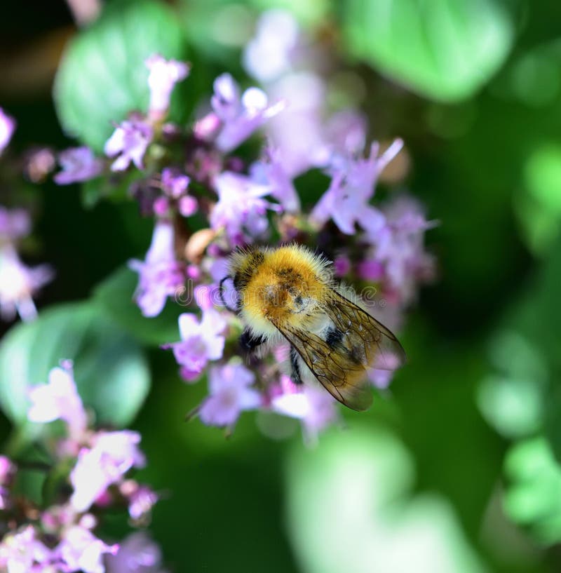 Wild Bee Collecting Pollen from a Wild Basil Flower Stock Photo - Image ...