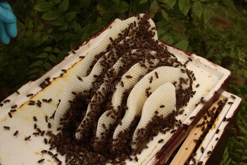 Wild bee colony stock image. Image of polination, hive - 102165003