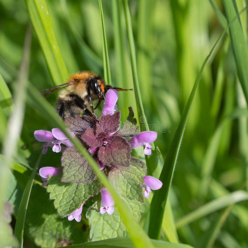 Wild Bee Harvesting Nectar from a Wild Flower Stock Photo - Image of ...