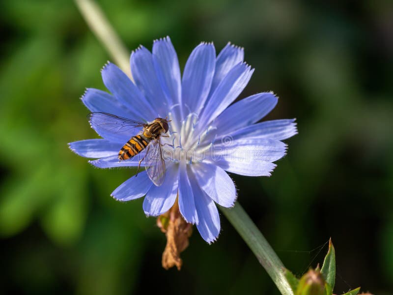 Wild Bee Land on Blue Flower Stock Photo - Image of chicory, plant ...