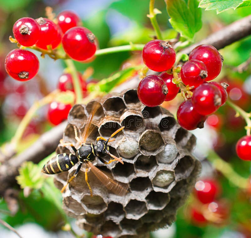 Wild bee stock image. Image of macro, nest, work, teamwork - 42671871