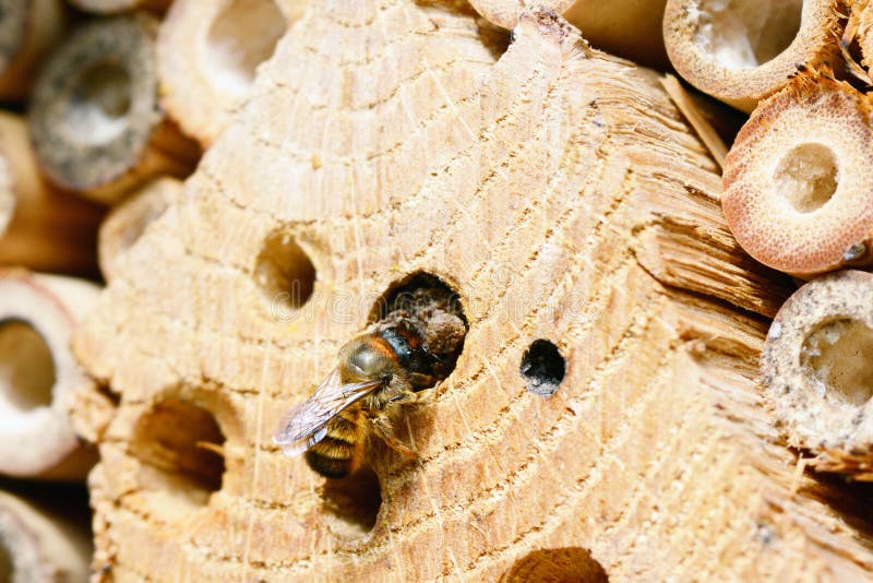 Wild Bee Nest at Insect Shelter Stock Photo - Image of solitary, apiary ...