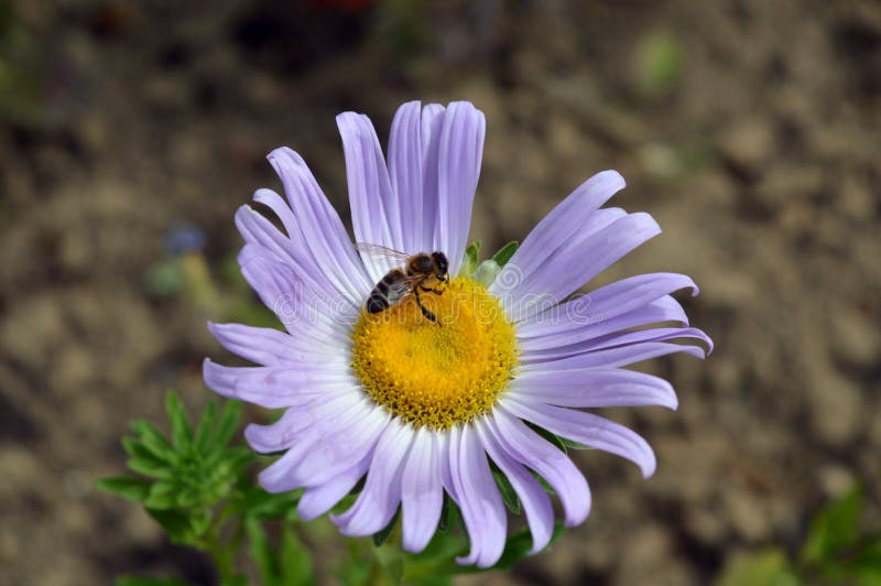 Wild Bee Pollinating Daisy Flower Stock Image - Image of flower ...