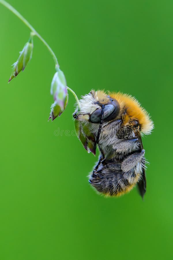 Sleeping Bee Stock Images - Download 194 Royalty Free Photos