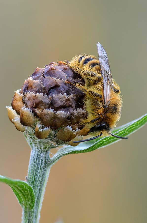 525 Sleeping Bee Stock Photos - Free & Royalty-Free Stock Photos from ...