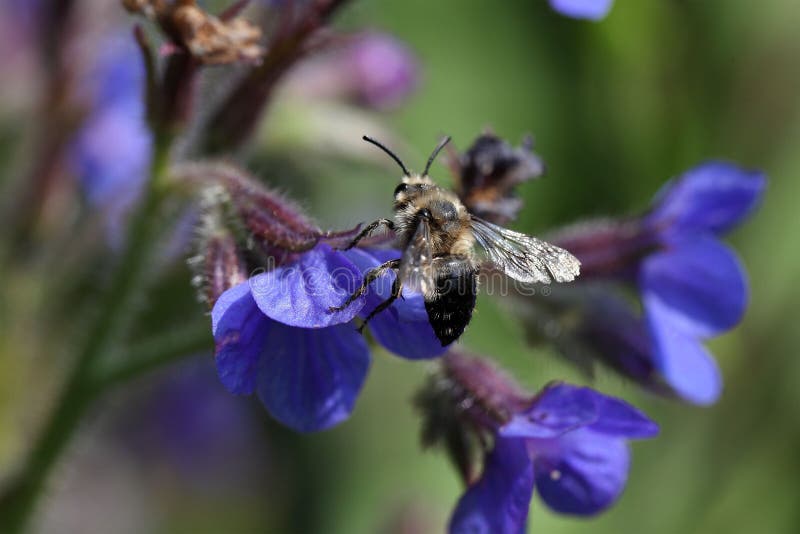 Melecta Stock Photos - Free & Royalty-Free Stock Photos from Dreamstime