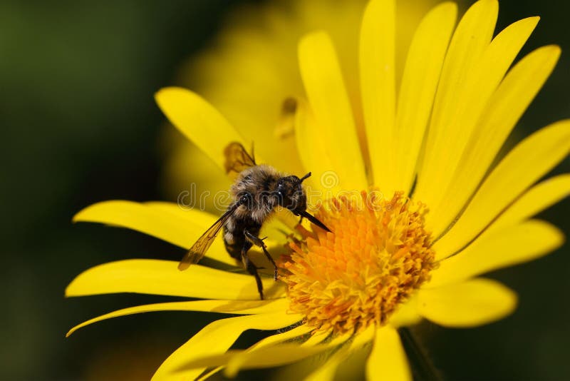 Melecta Stock Photos - Free & Royalty-Free Stock Photos from Dreamstime