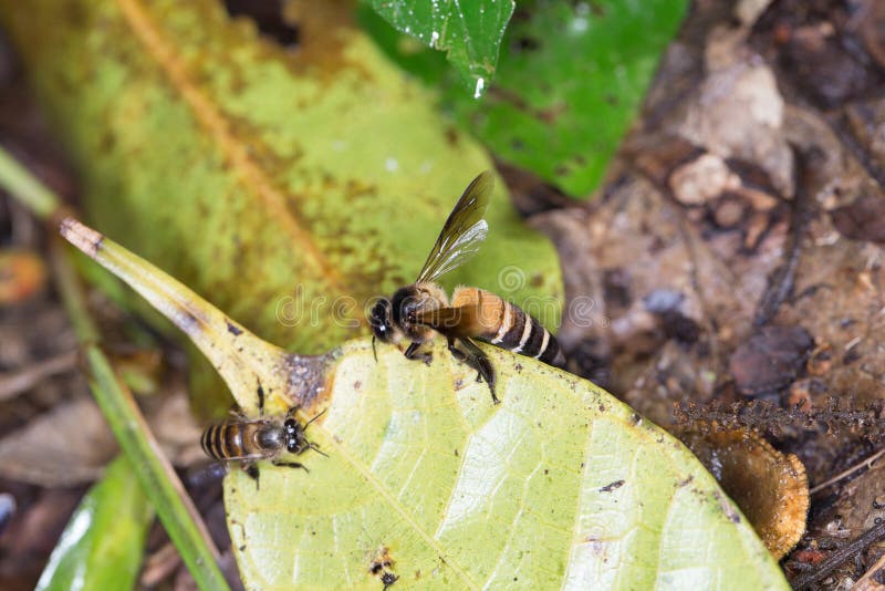 Wild bee stock image. Image of animal, garden, petal - 43355985