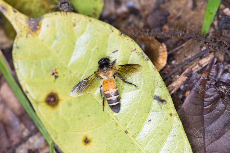 Wild bee stock image. Image of flower, garden, wildlife - 43355997