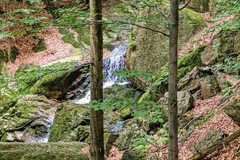 Wild Beech Tree Forest in Jizera Mountains Stock Photo - Image of green ...