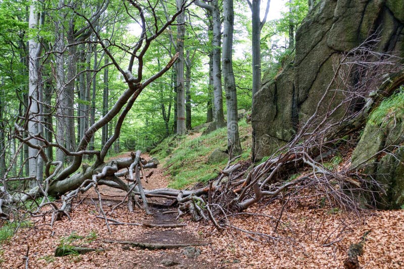 Wild Beech Tree Forest in Jizera Mountains Stock Photo - Image of tourism, scenic: 285936812