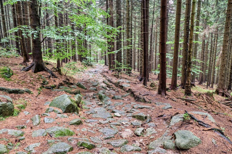 Wild Beech Tree Forest in Jizera Mountains Stock Photo - Image of tour ...