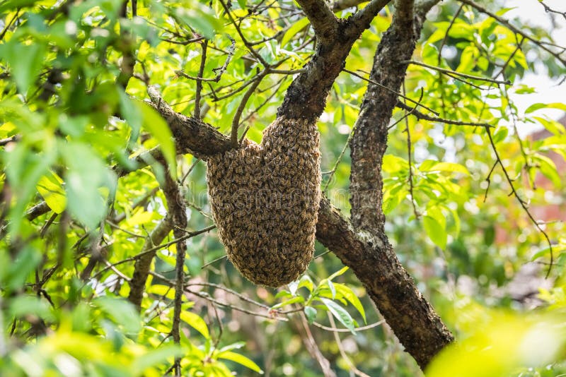 Wild beehive on tree stock image. Image of beekeeping - 190221605