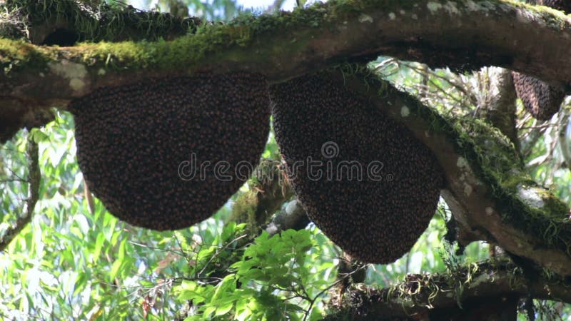 Wild bees beehive on tree stock video. Video of tree - 340247205