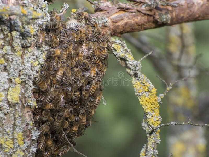 Wild bees in the forest stock image. Image of natural - 223412021