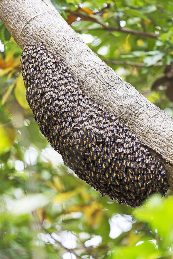 Wild bees hive on the tree stock image. Image of nature - 82482305