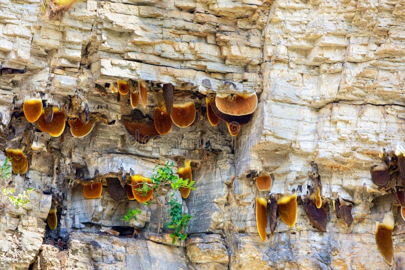 Wild bees stock image. Image of natural, rock, bees, nature - 42274037