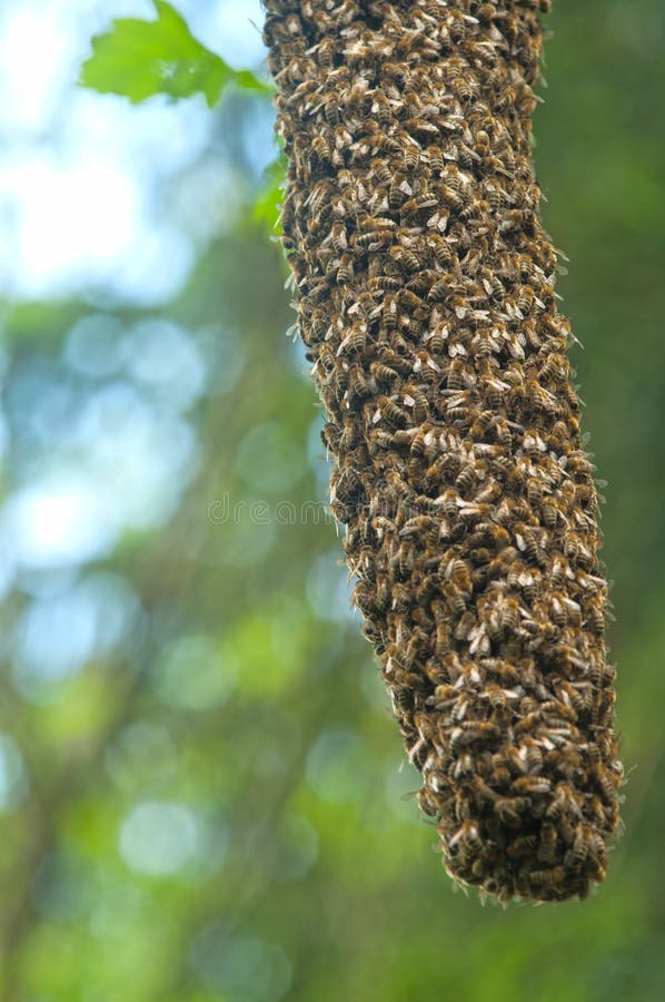Cluster of Wild Bees in the Forest Stock Photo - Image of cluster, bees ...