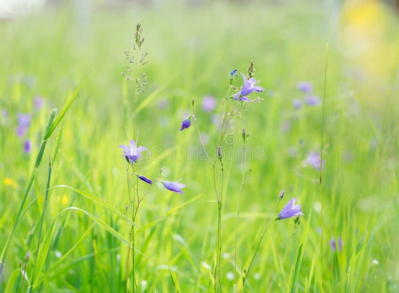 Wild bell in the meadow stock image. Image of soft, background - 119104469