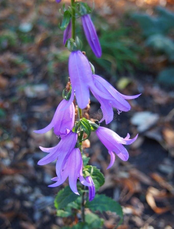Wild bellflower Campanula stock image. Image of plant - 129671231