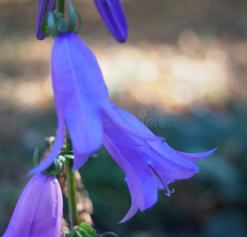 Wild bellflower Campanula stock photo. Image of field - 129671356