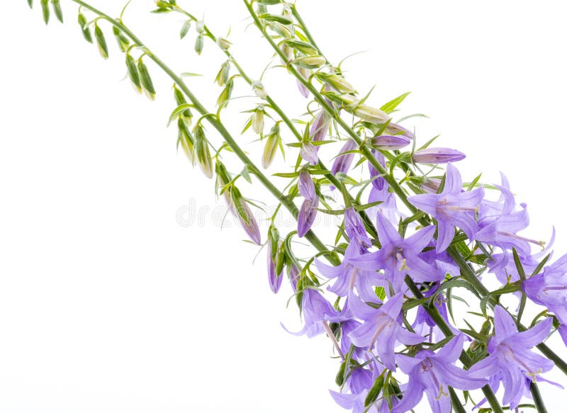 Wild Blue Bellflower Close Up Stock Image - Image of botany, flower ...