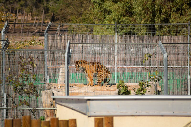 Wild Bengal Tiger in a Cage in a Zoo Stock Image - Image of captivity ...
