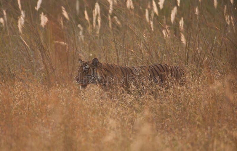 Wild Bengal Tiger in the Grass Stock Photo - Image of wildcat, wild ...