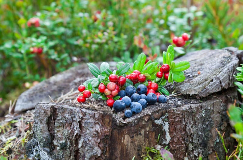 Wild Berries Grow in the Forest Stock Photo - Image of huckleberry ...