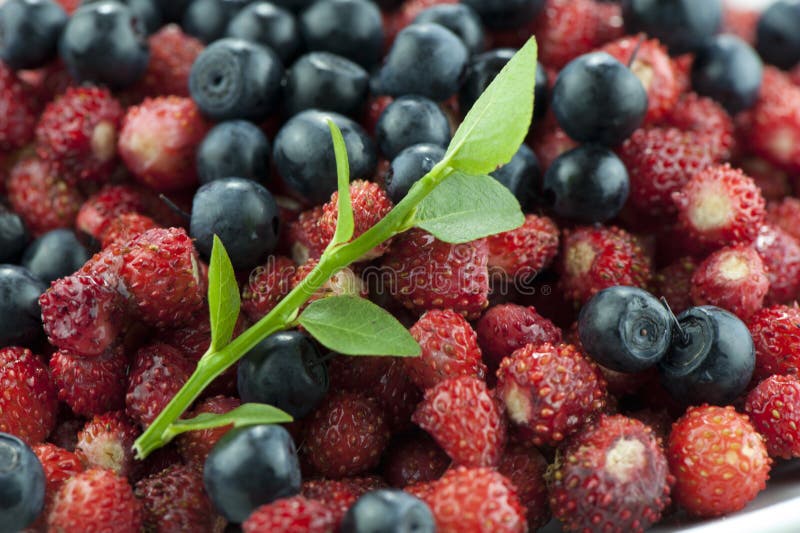 Wild berries stock image. Image of berries, wild, food - 25912249