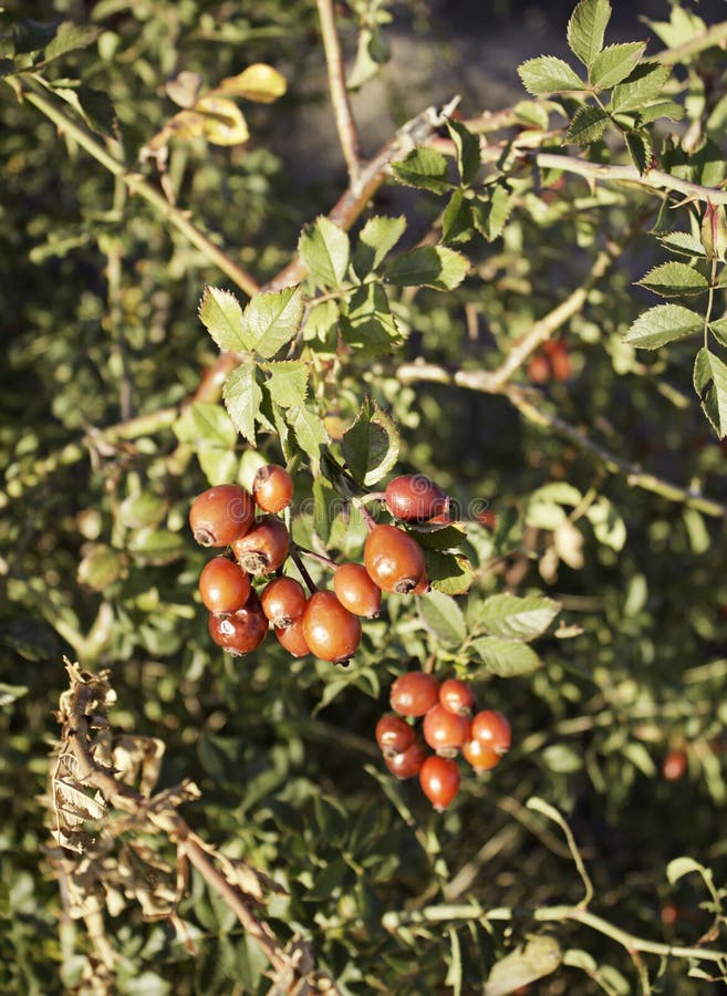Wild Berries stock image. Image of outdoors, agriculture - 26638617