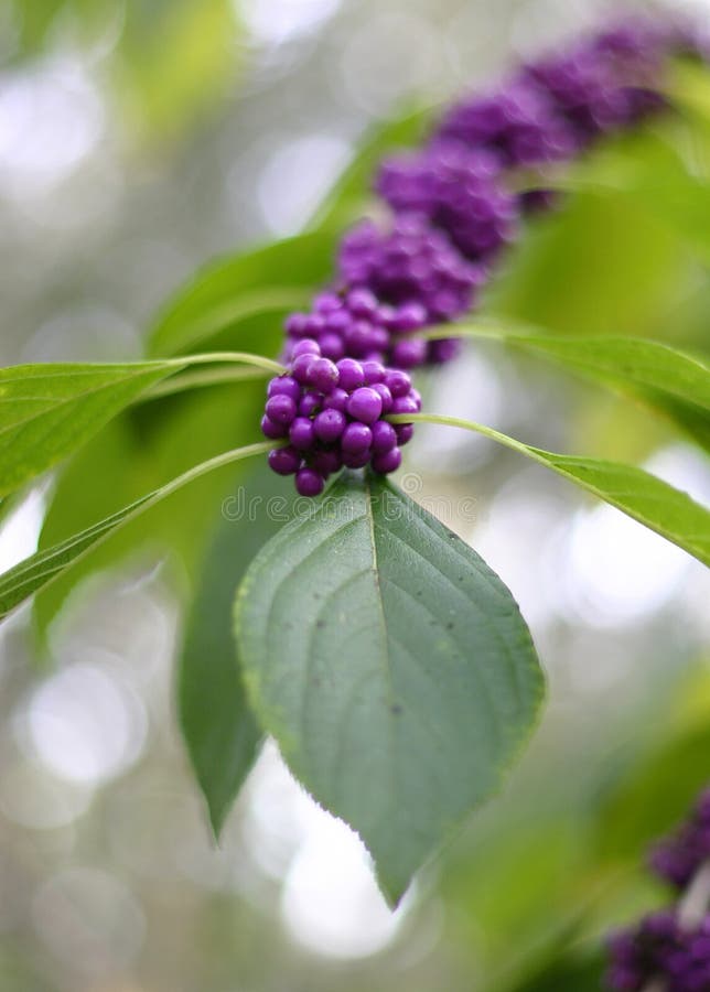Wild berries stock image. Image of nature, berry, bitter - 17499