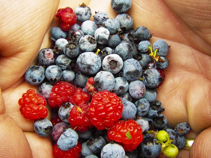 Wild Berries stock photo. Image of raspberry, blueberry - 3293556