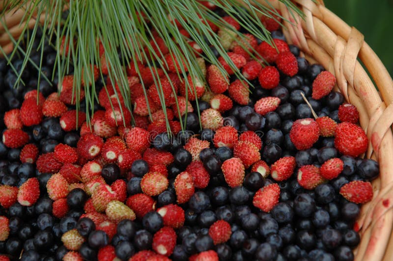 The wild berries. stock image. Image of season, garden - 340853